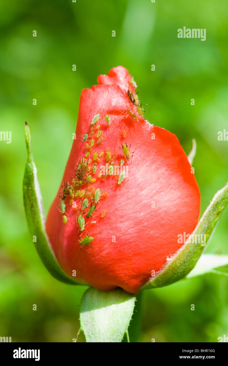 Family of bugs hi-res stock photography and images - Alamy
