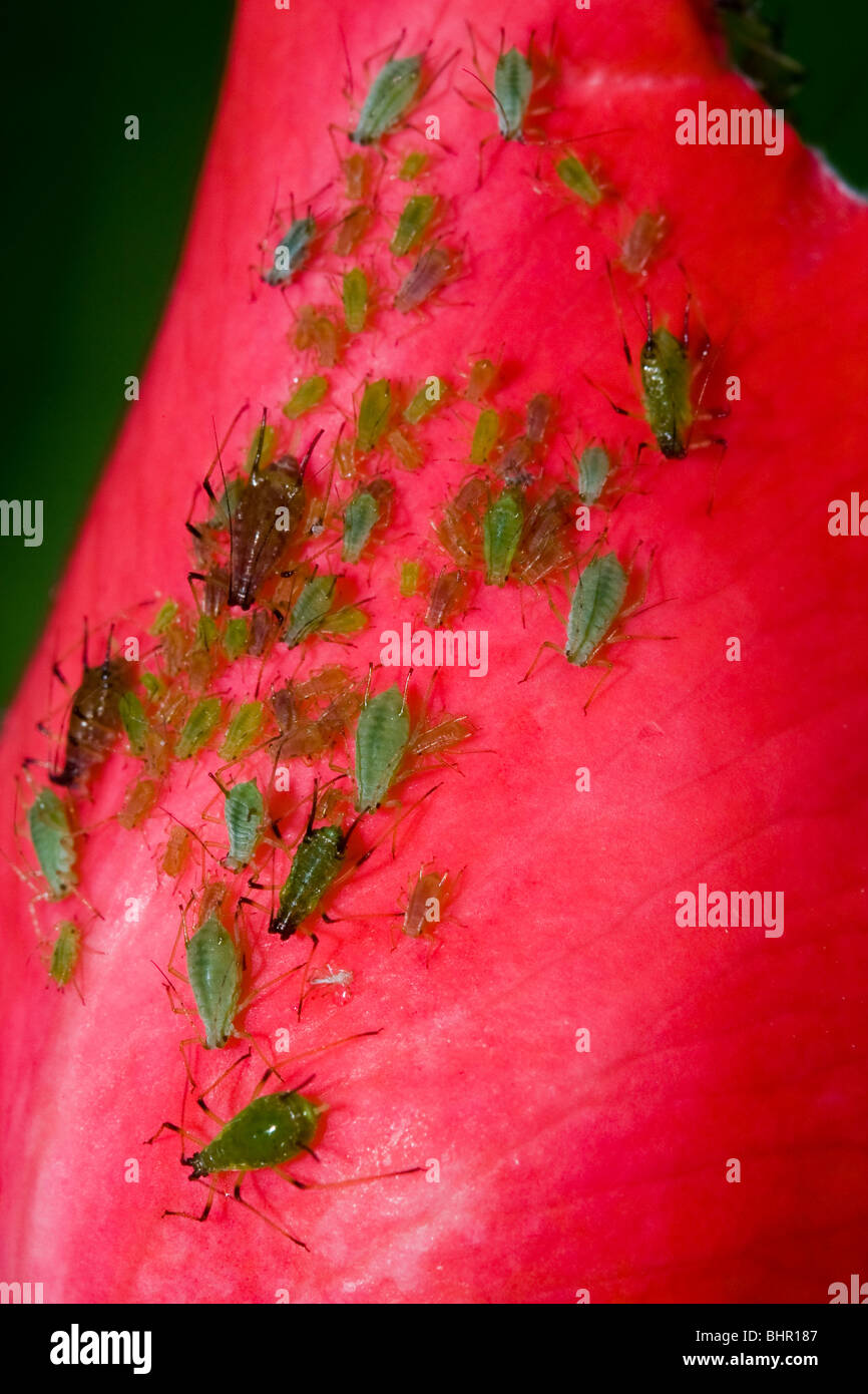 Destroy rose bugs hi-res stock photography and images - Alamy