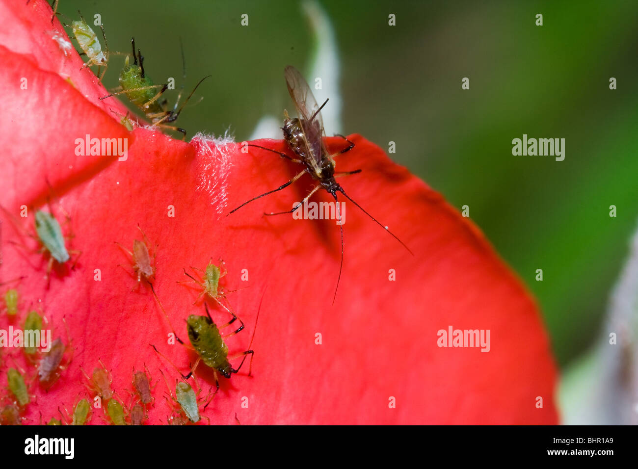 Family of bugs hi-res stock photography and images - Alamy