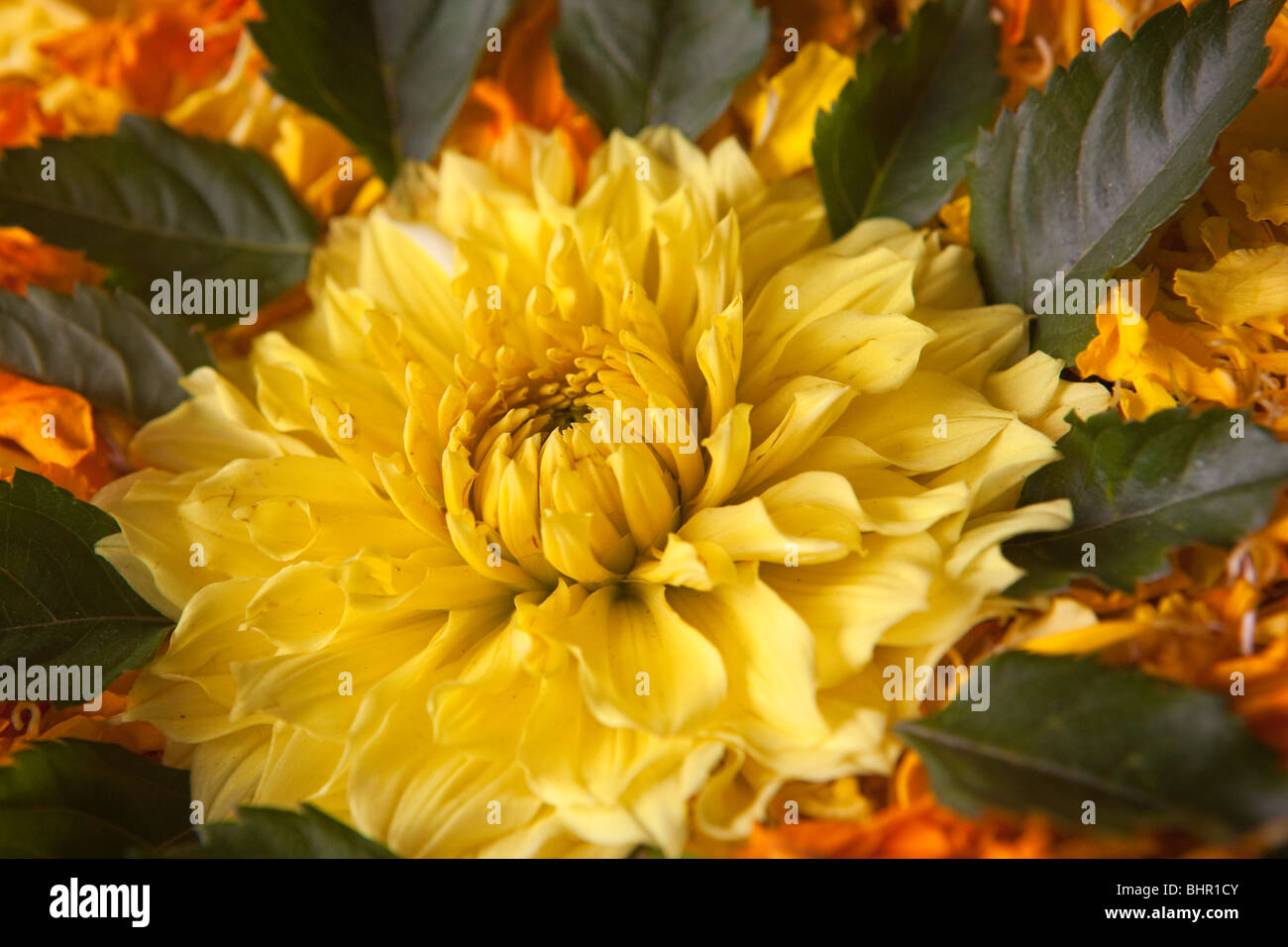 India, Kerala, Munnar, crystanthemum flower and leaves amongst marigold ...