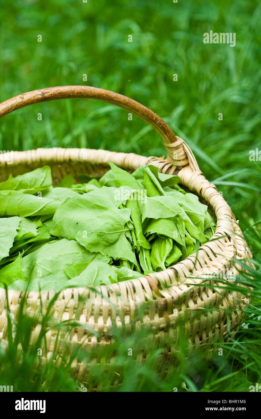 Basket with fresh cress in grass Stock Photo - Alamy