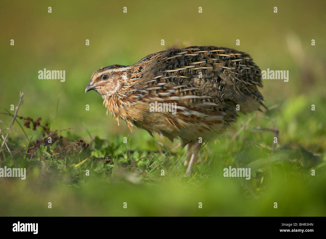 Quail Coturnix coturnix Stock Photo - Alamy