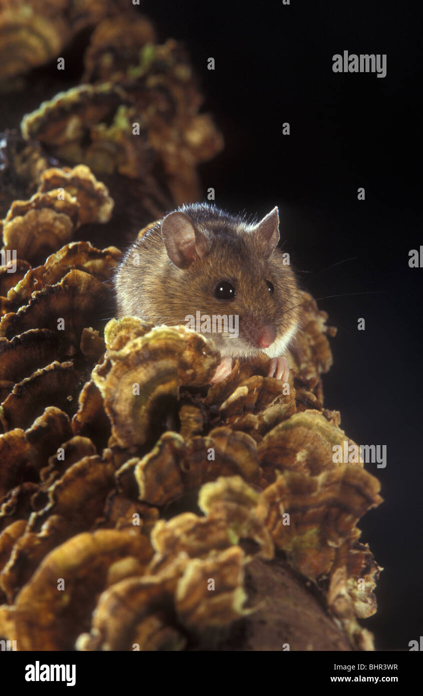 Wood mouse nest hi-res stock photography and images - Alamy