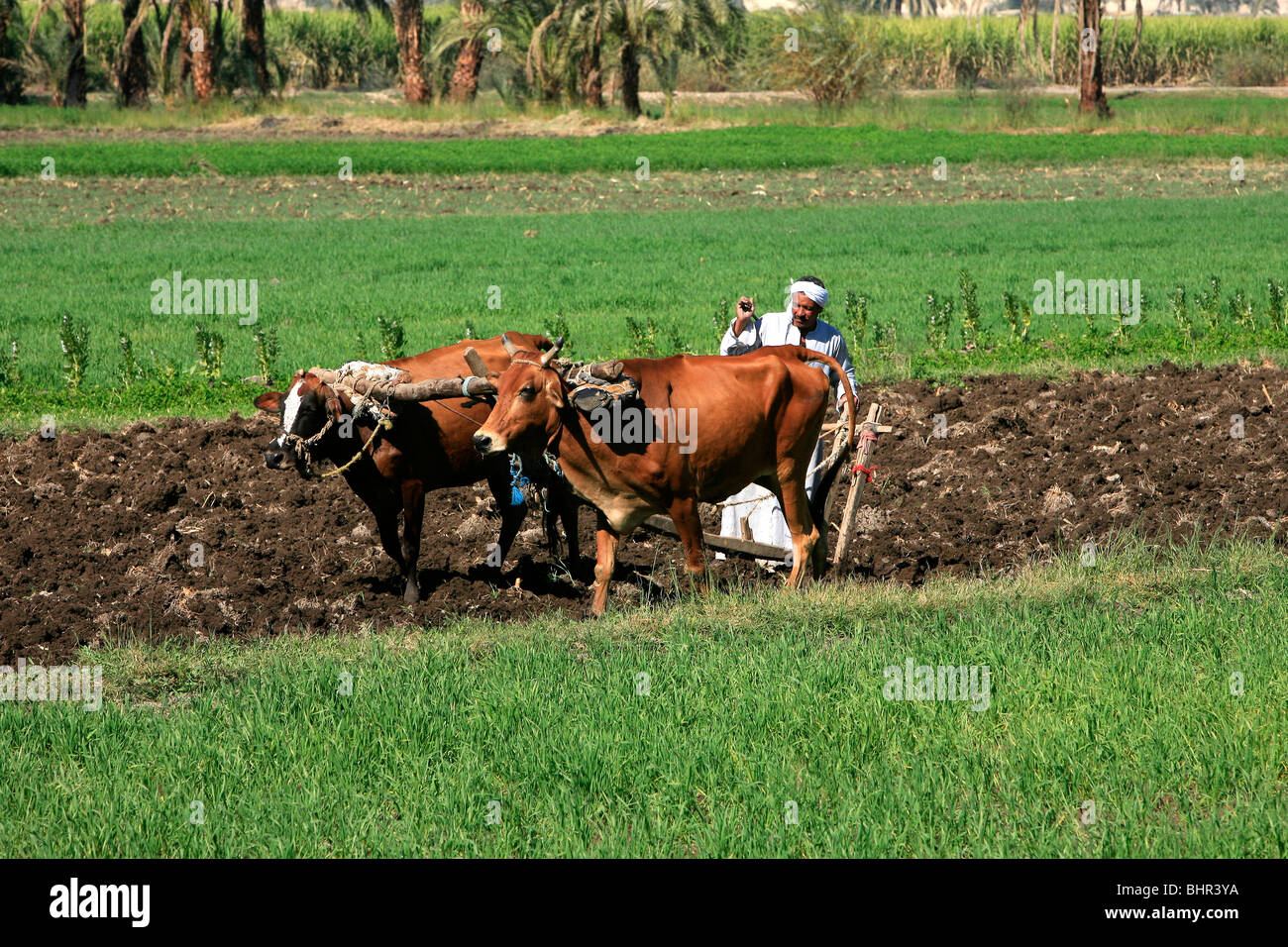 Ard plough hi-res stock photography and images - Alamy