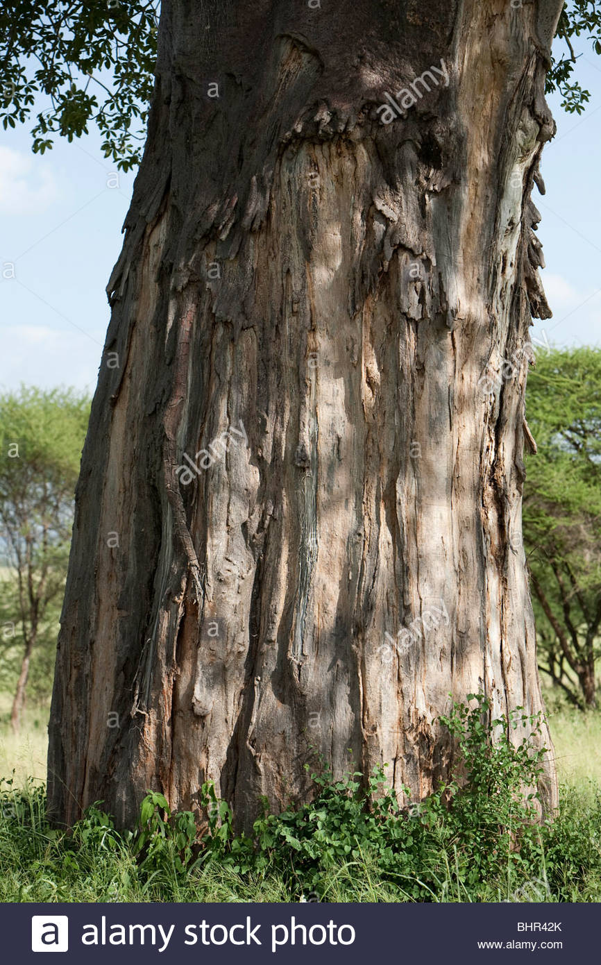 Baobab Tree Trunk Stock Photos & Baobab Tree Trunk Stock Images - Alamy
