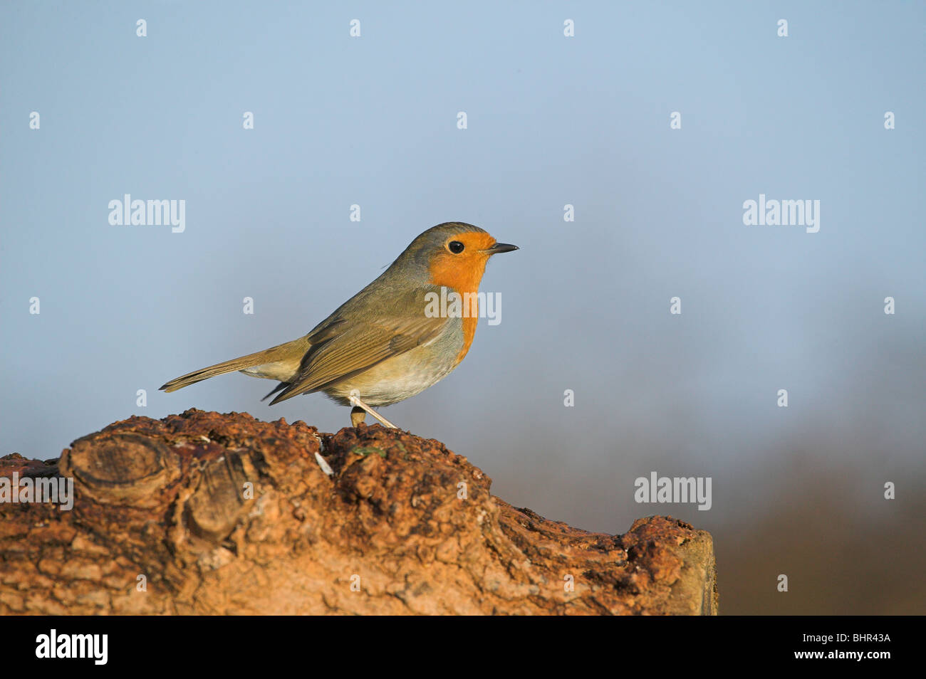 Wood robin hi-res stock photography and images - Alamy