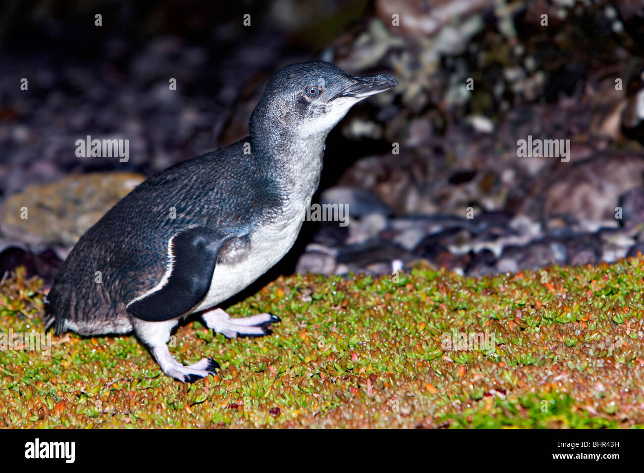 Little Penguin (Eudyptula minor) - Tasmania Stock Photo - Alamy