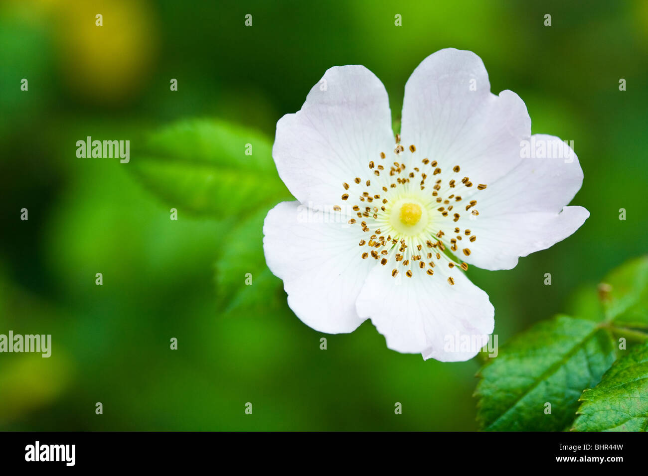 Briar flower hi-res stock photography and images - Alamy