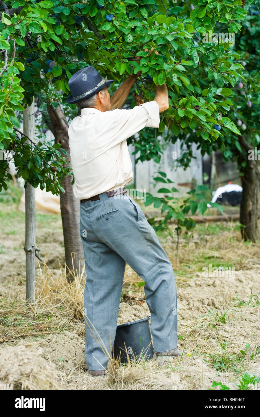 Old farmer picking plums from a tree Stock Photo - Alamy