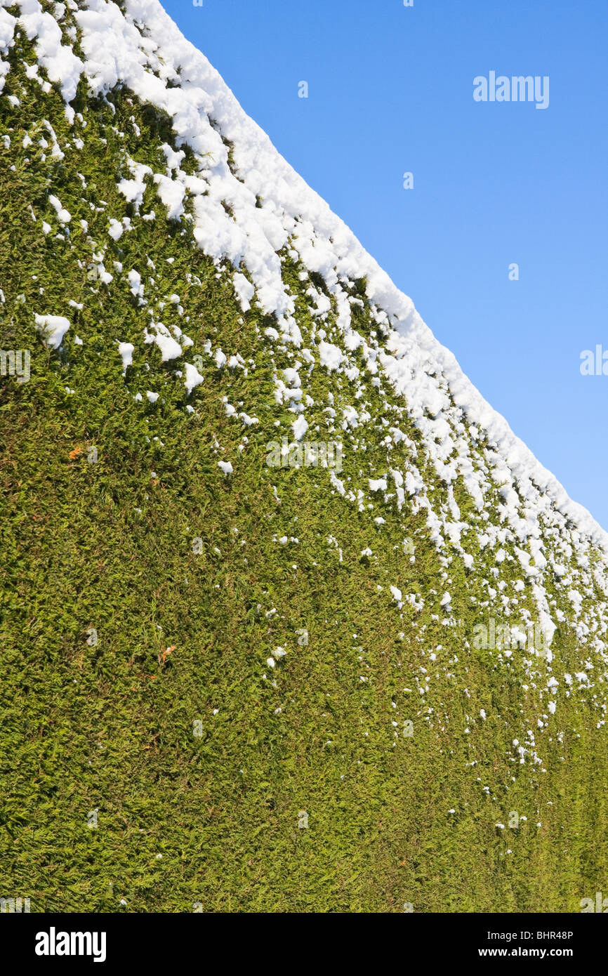 Evergreen hedge with snow hi-res stock photography and images - Alamy