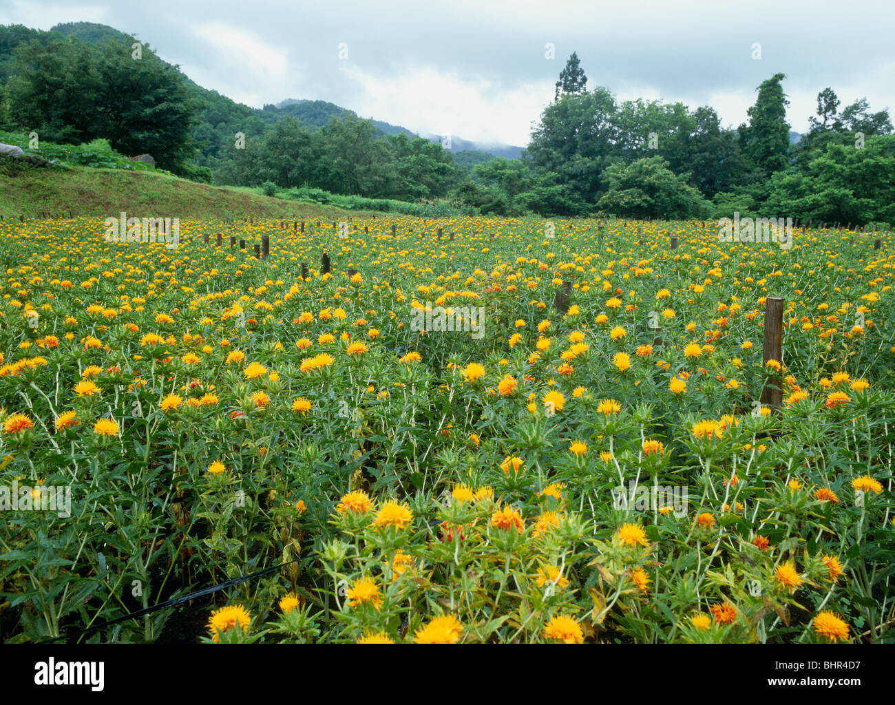 Safflower field hi-res stock photography and images - Alamy