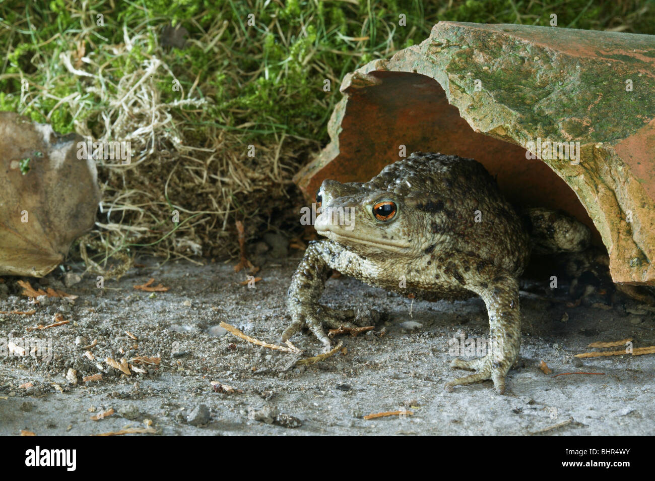 Common toadlet hi-res stock photography and images - Alamy