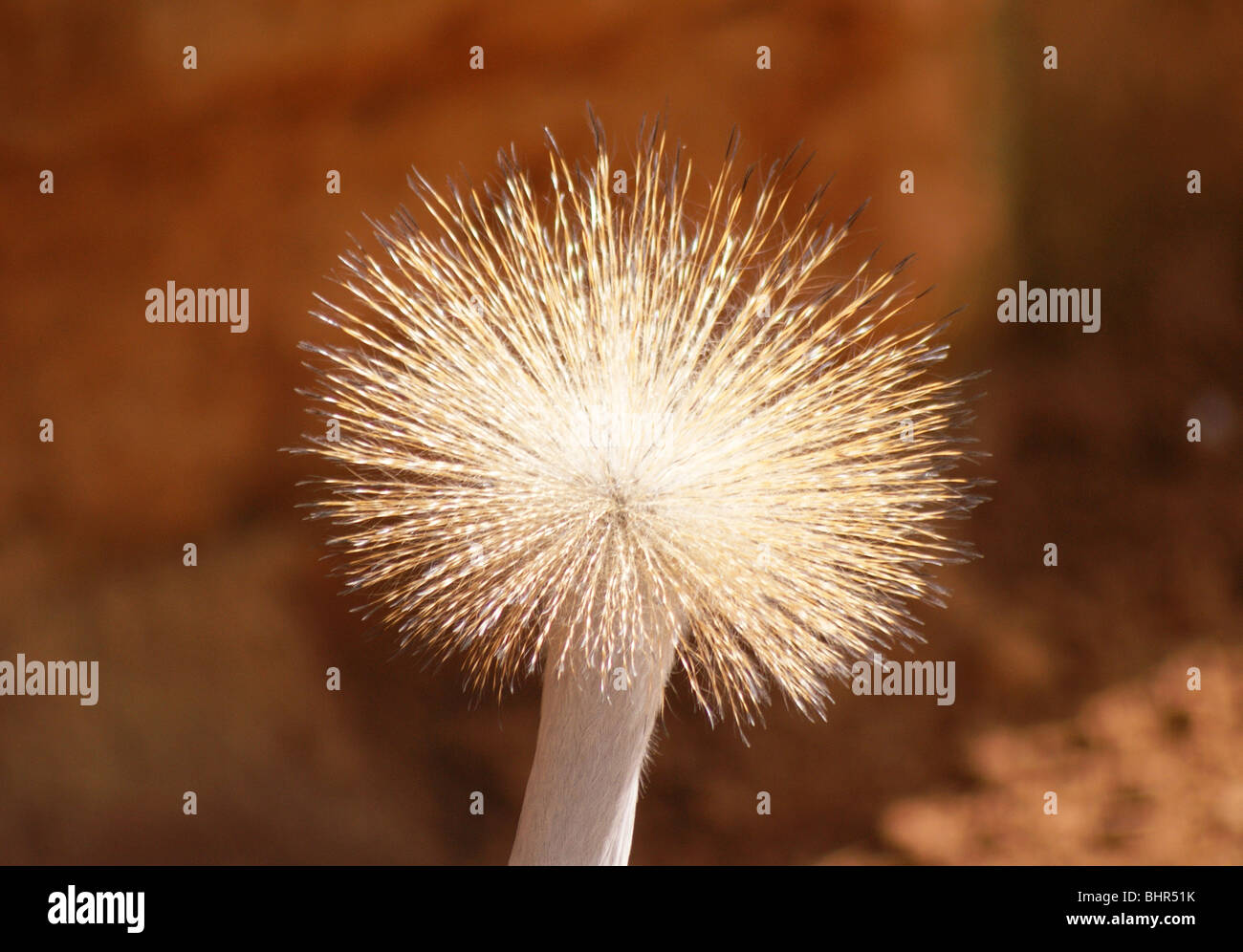 Back view of bird hi-res stock photography and images - Alamy