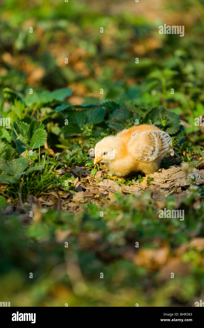 Golden baby chick on a lawn among plants Stock Photo - Alamy