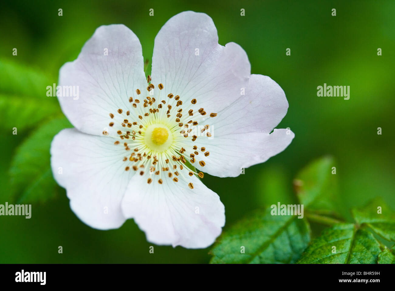 Briar flower hi-res stock photography and images - Alamy