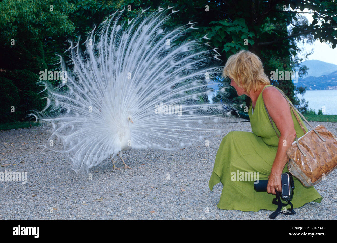 Strutting peacock hi-res stock photography and images - Alamy
