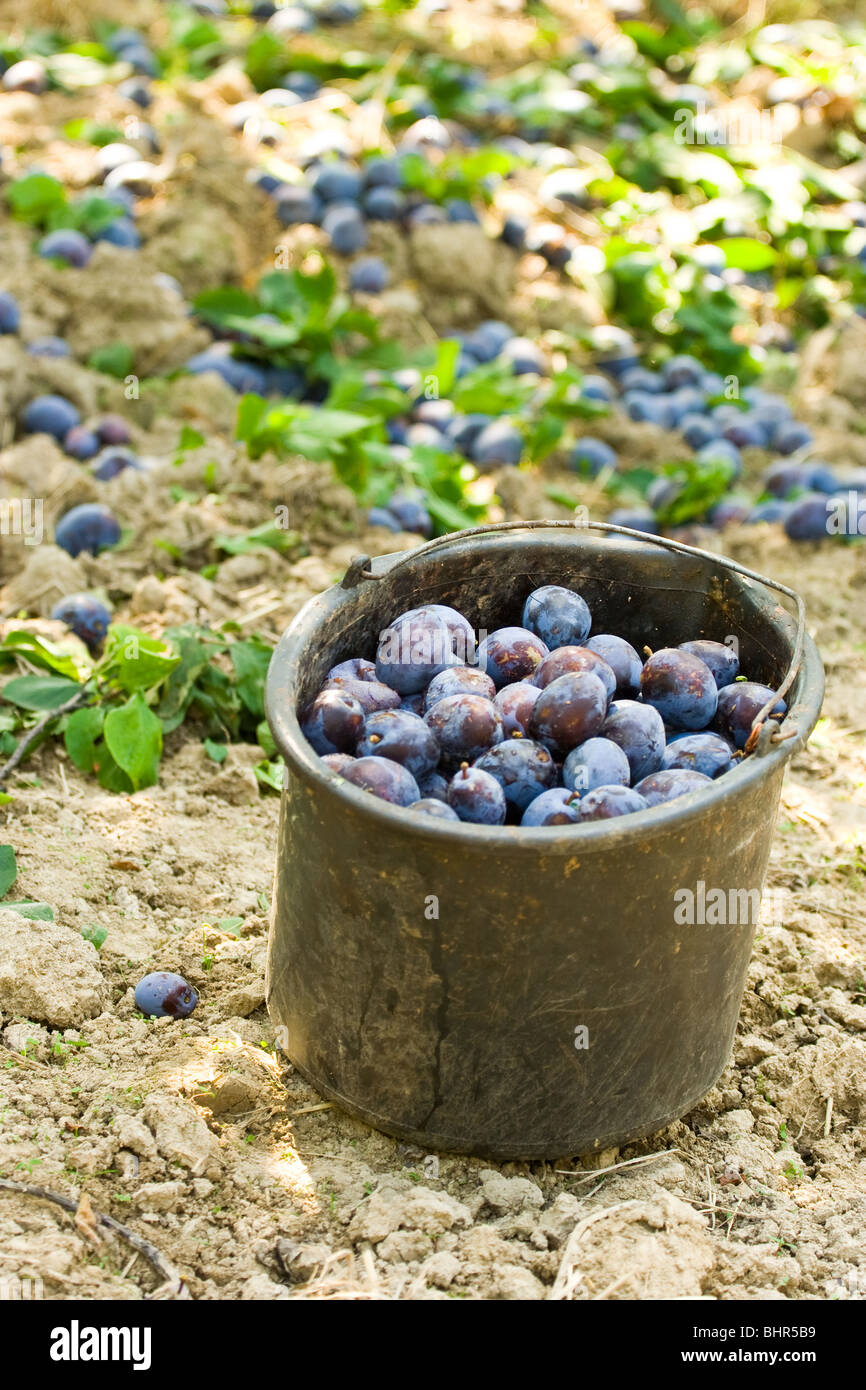 Bucket with plums in an orchard Stock Photo - Alamy