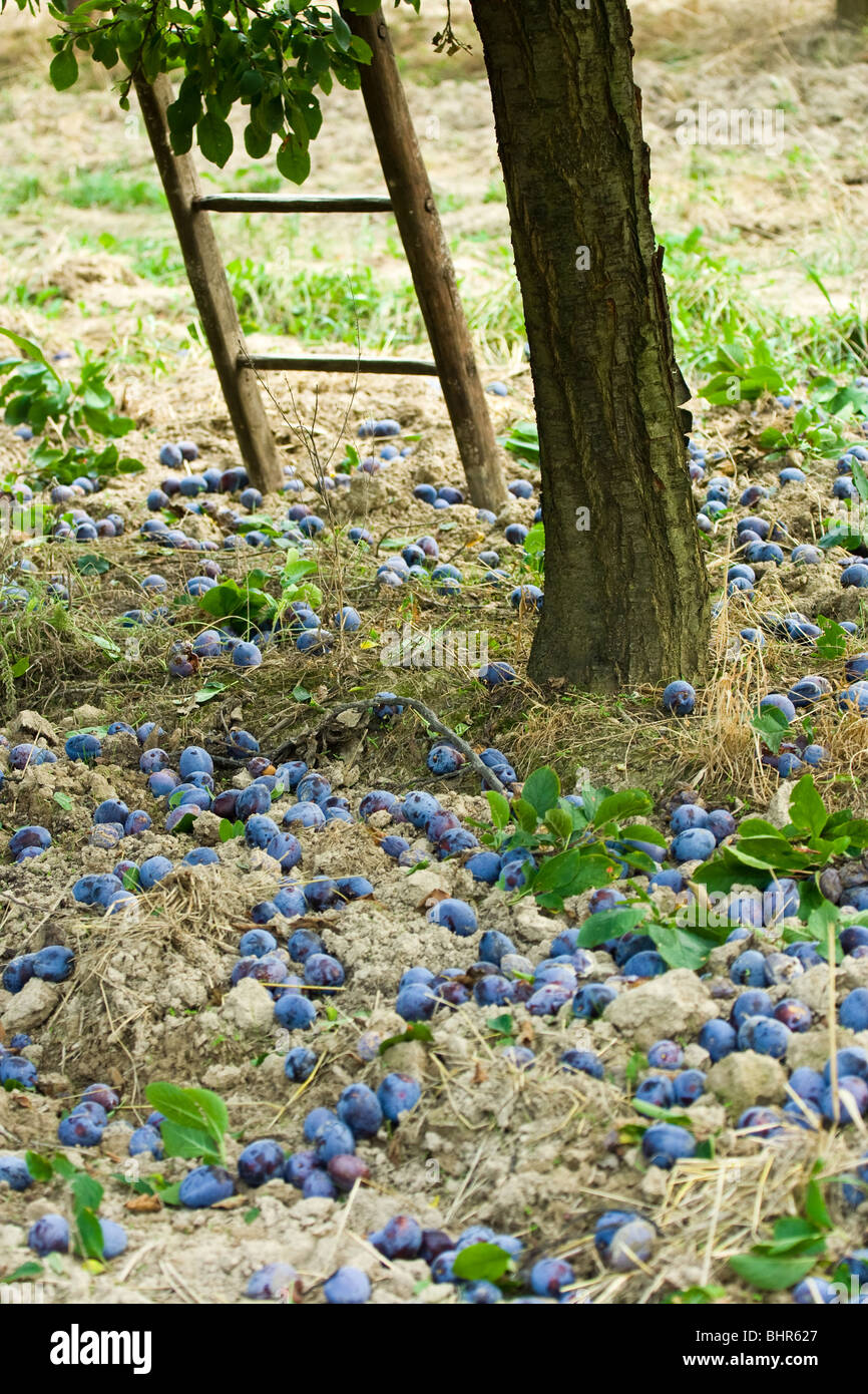 Ladder against a tree hi-res stock photography and images - Alamy