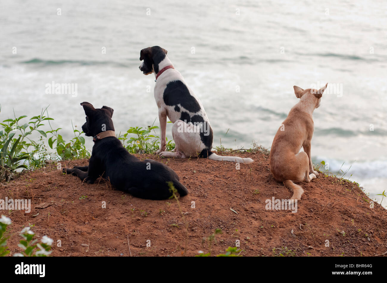 Three Dogs Enjoying View Stock Photo - Alamy