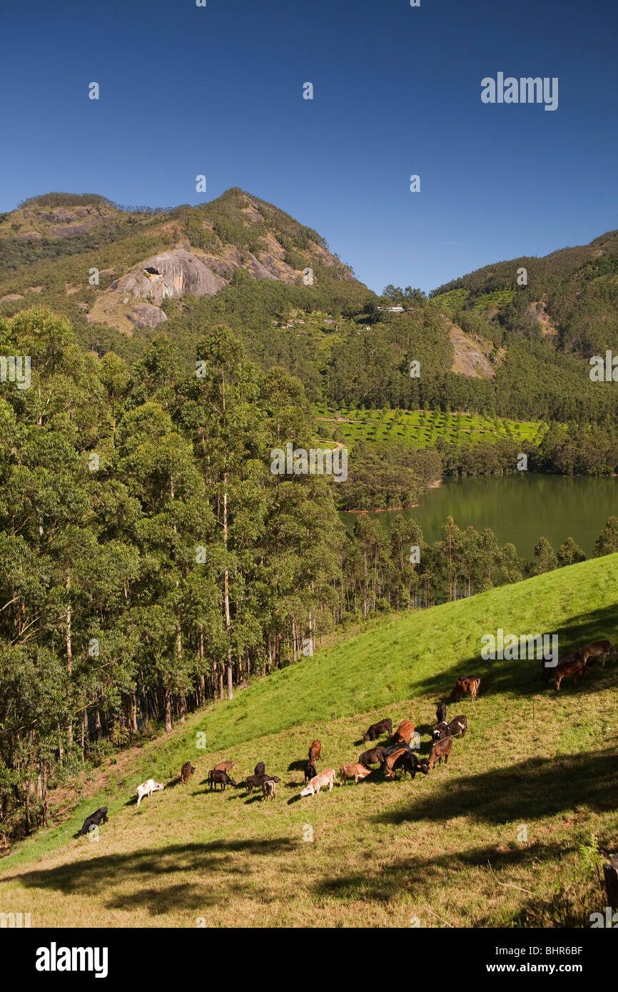 India, Kerala, Munnar, cows grazing in attractive agricultural ...