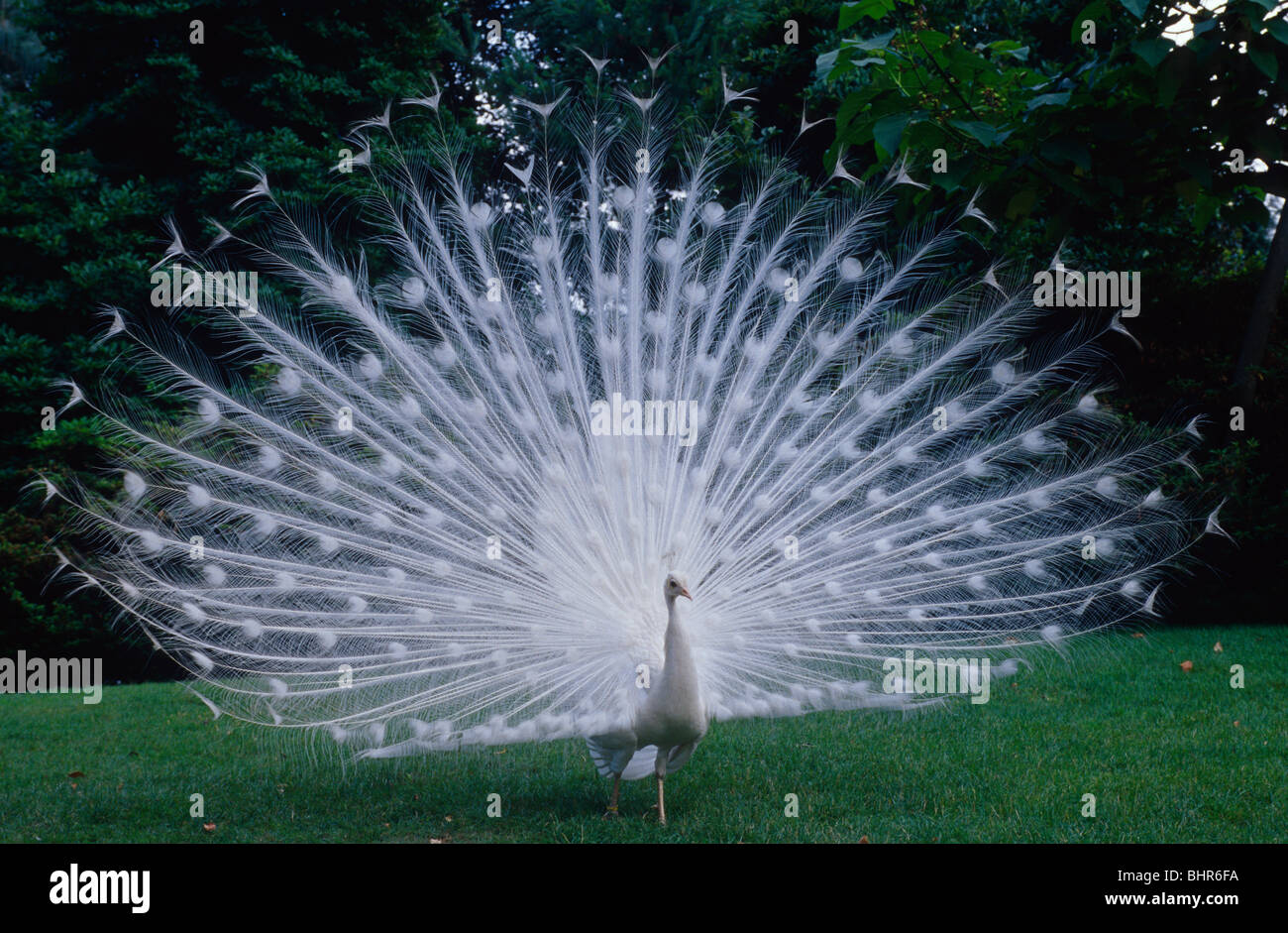 Strutting peacock hi-res stock photography and images - Alamy