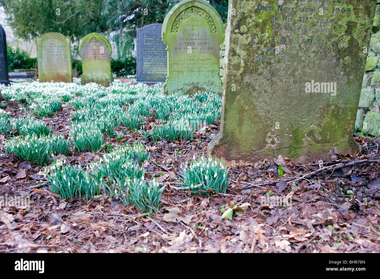 Snowdrops in Graveyard Stock Photo - Alamy