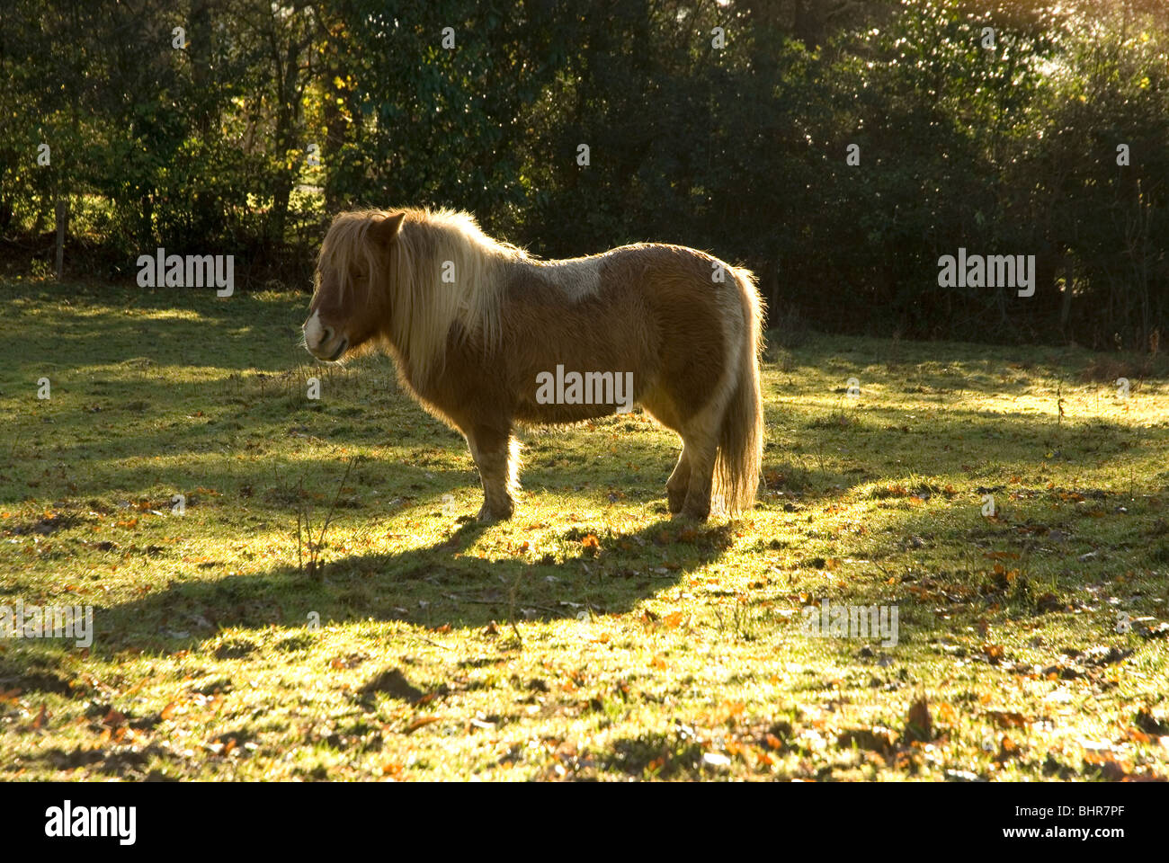 Shetland pony standing in a field Stock Photo - Alamy