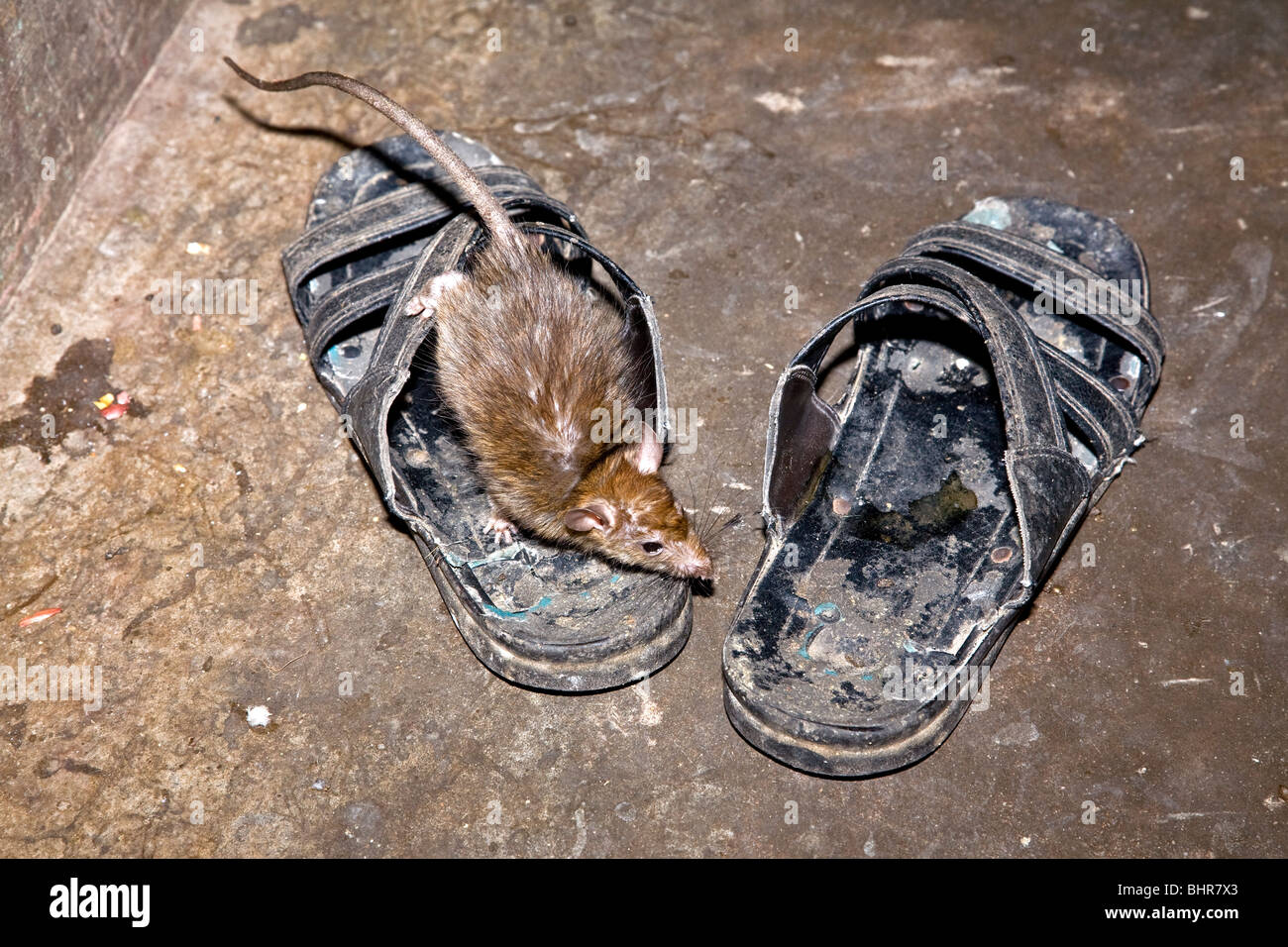 Rat inside shoe hi-res stock photography and images - Alamy