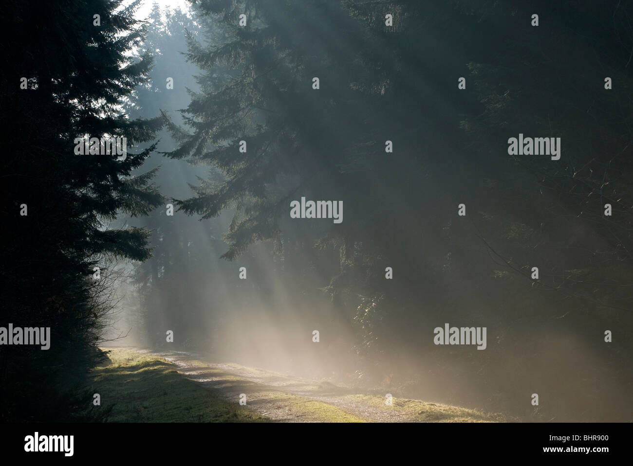 Sunlight on pathway hi-res stock photography and images - Alamy