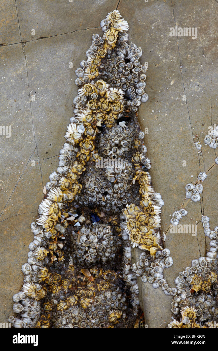 Elminius High Resolution Stock Photography and Images - Alamy