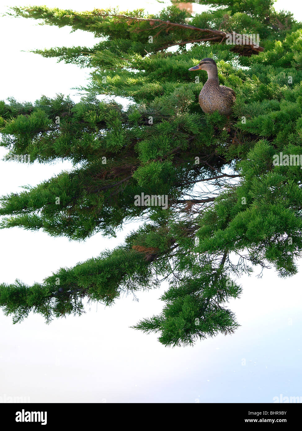 Mallard duck sat in a tree, UK Stock Photo - Alamy