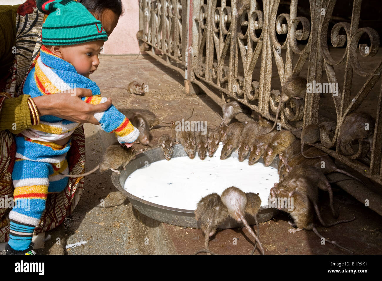 Rats temple india hindu pilgrims holy hi-res stock photography and ...