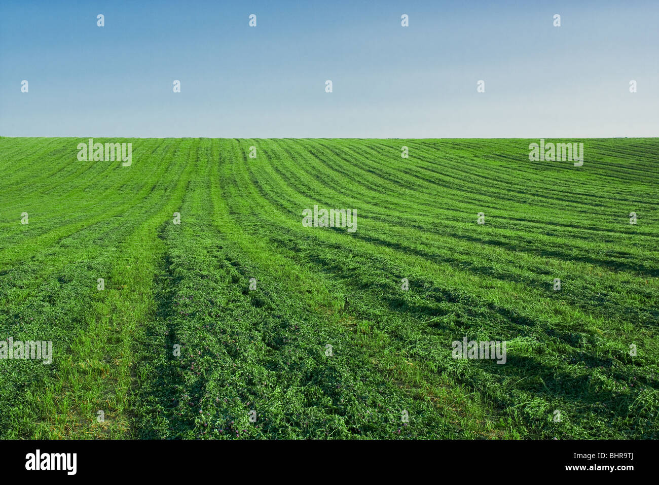 Lucerne field under clear blue sky Stock Photo - Alamy