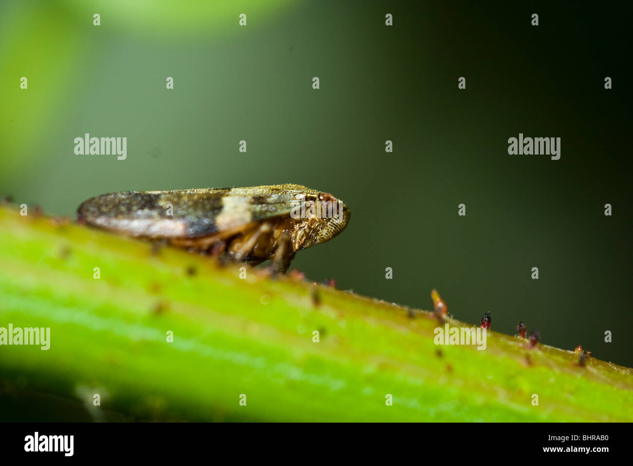 Beautiful wood nymph moth hi-res stock photography and images - Alamy