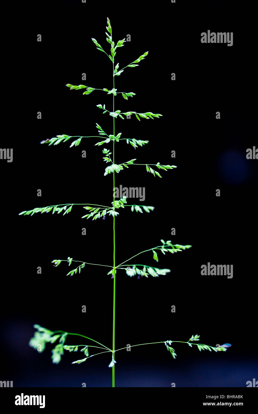 One grass straw isolated on dark background Stock Photo - Alamy