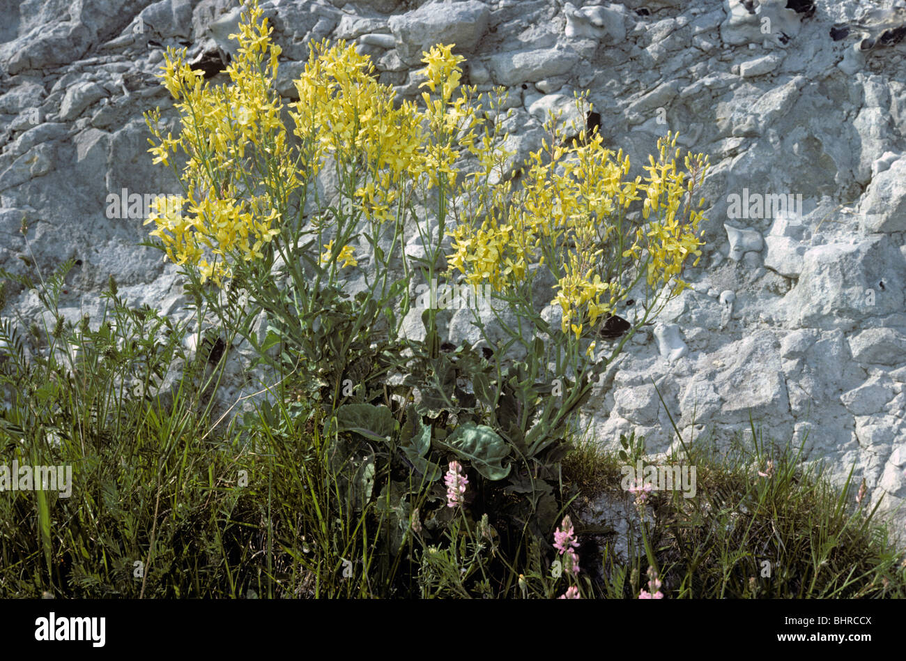 Brassica oleracea wild uk hi-res stock photography and images - Alamy
