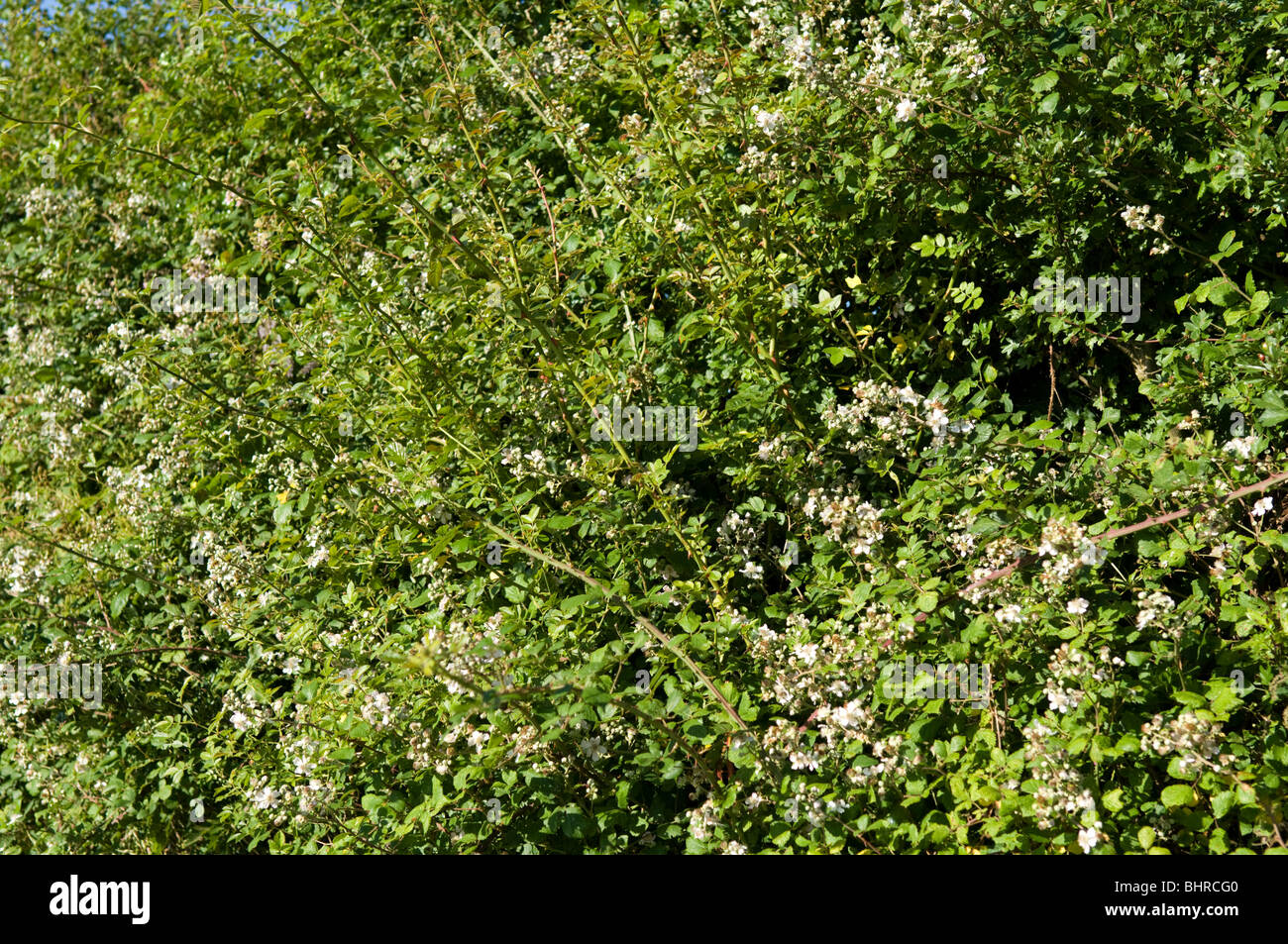 Hedgerow with brambles (rubus) and dog rose (Rosa canina Stock Photo ...