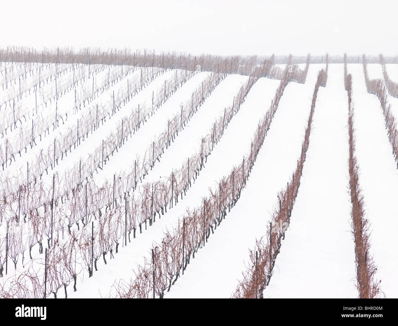 Vineyard winter grapes niagara hi-res stock photography and images - Alamy