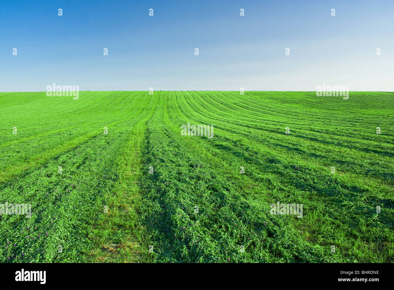 Lucerne field under clear blue sky Stock Photo - Alamy