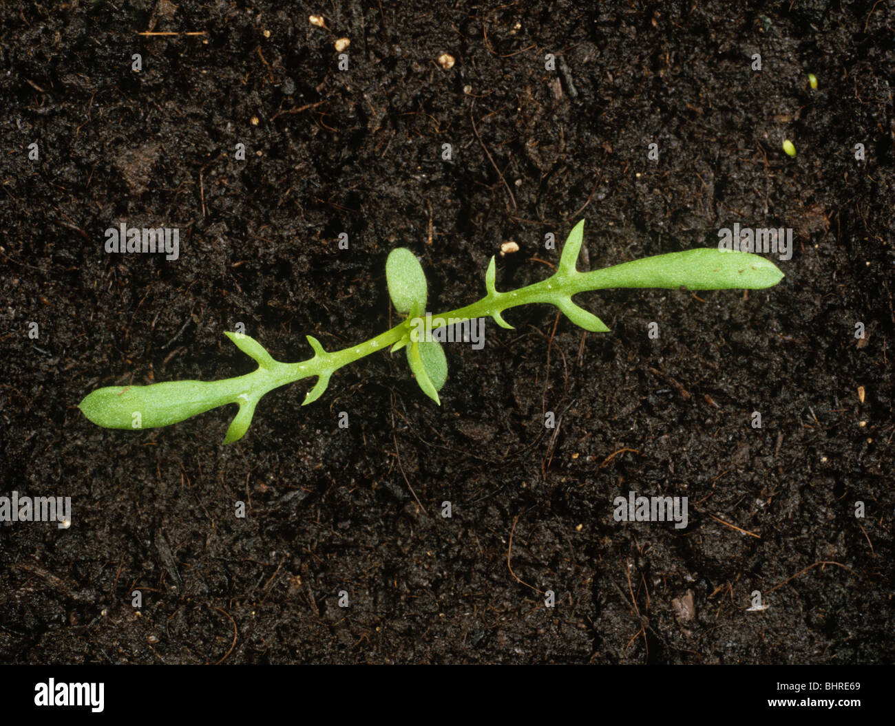 Scented mayweed (Matricaria chamomilla) seedling cotyledons and first ...
