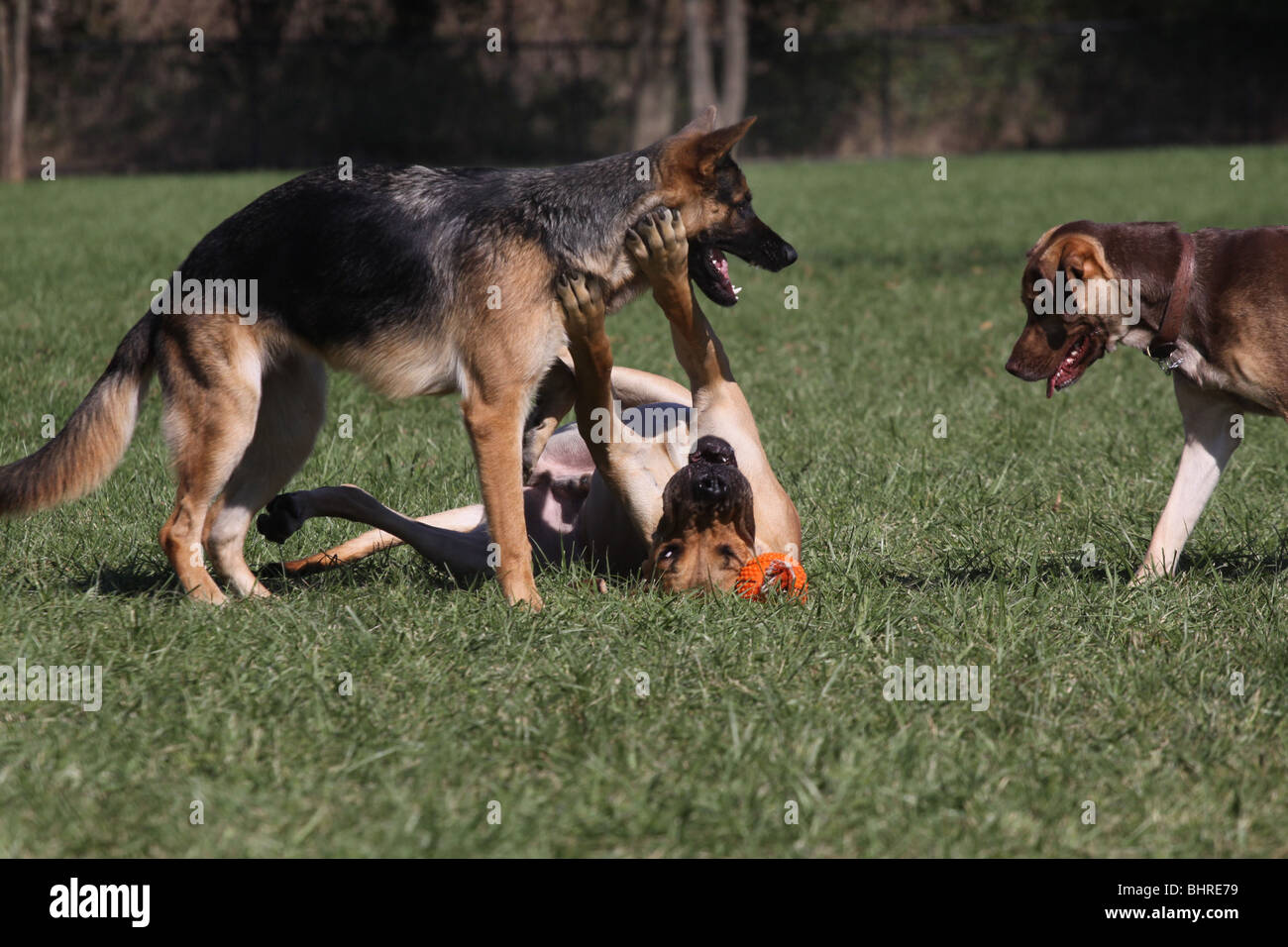 dogs playing off leash dog park play ohio Stock Photo - Alamy