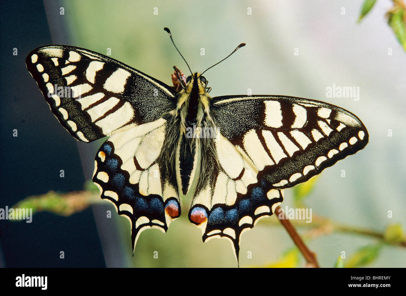 Old World Swallowtail / Papilio machaon Stock Photo - Alamy