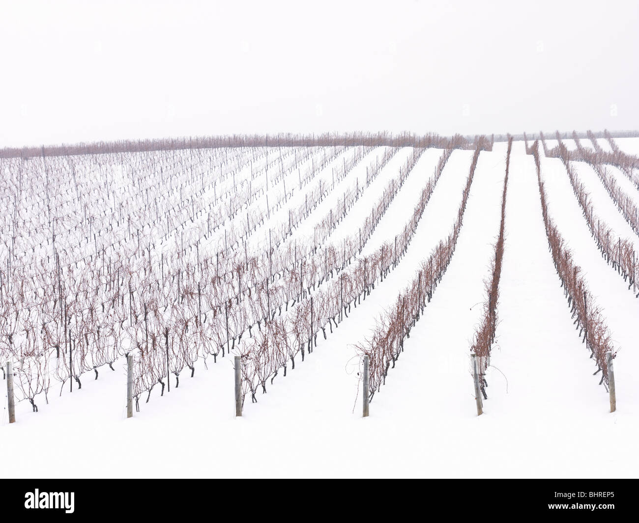 Canada,Ontario,Beamsville,Niagara Region, grape vineyard in winter ...