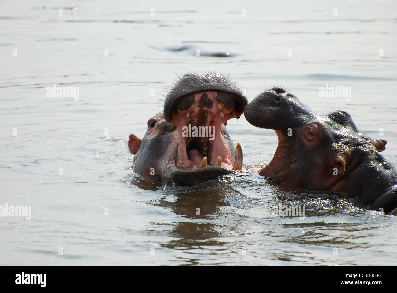 Hippo tusks hi-res stock photography and images - Alamy