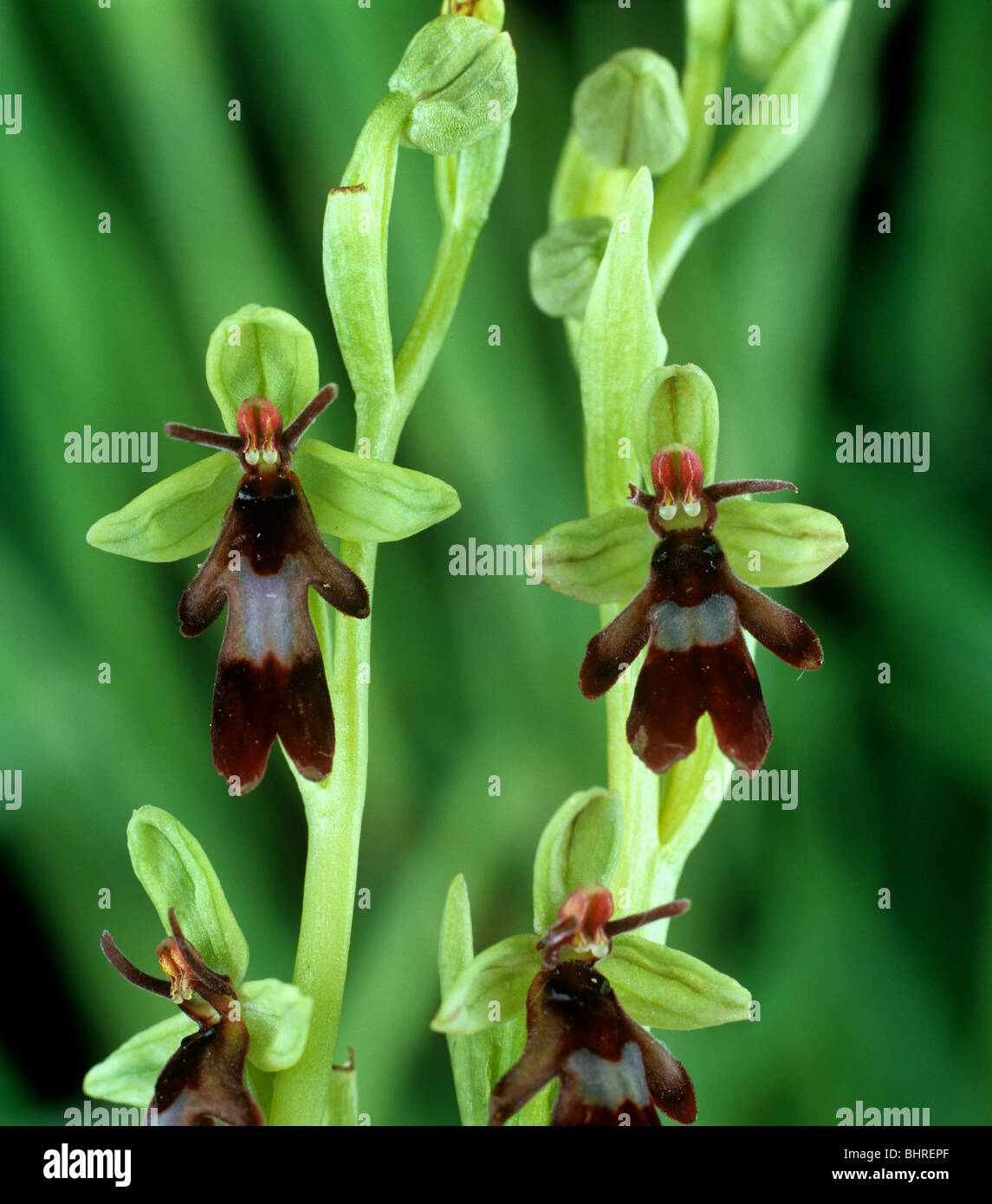 Fly orchid (Ophrys insectifera) flower spikes Stock Photo - Alamy