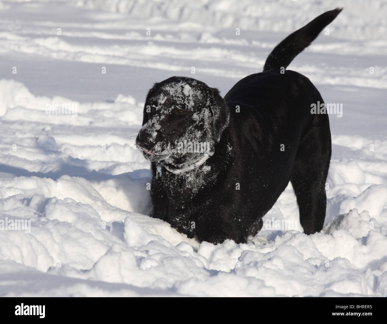 black Labrador dogs snow play Stock Photo - Alamy