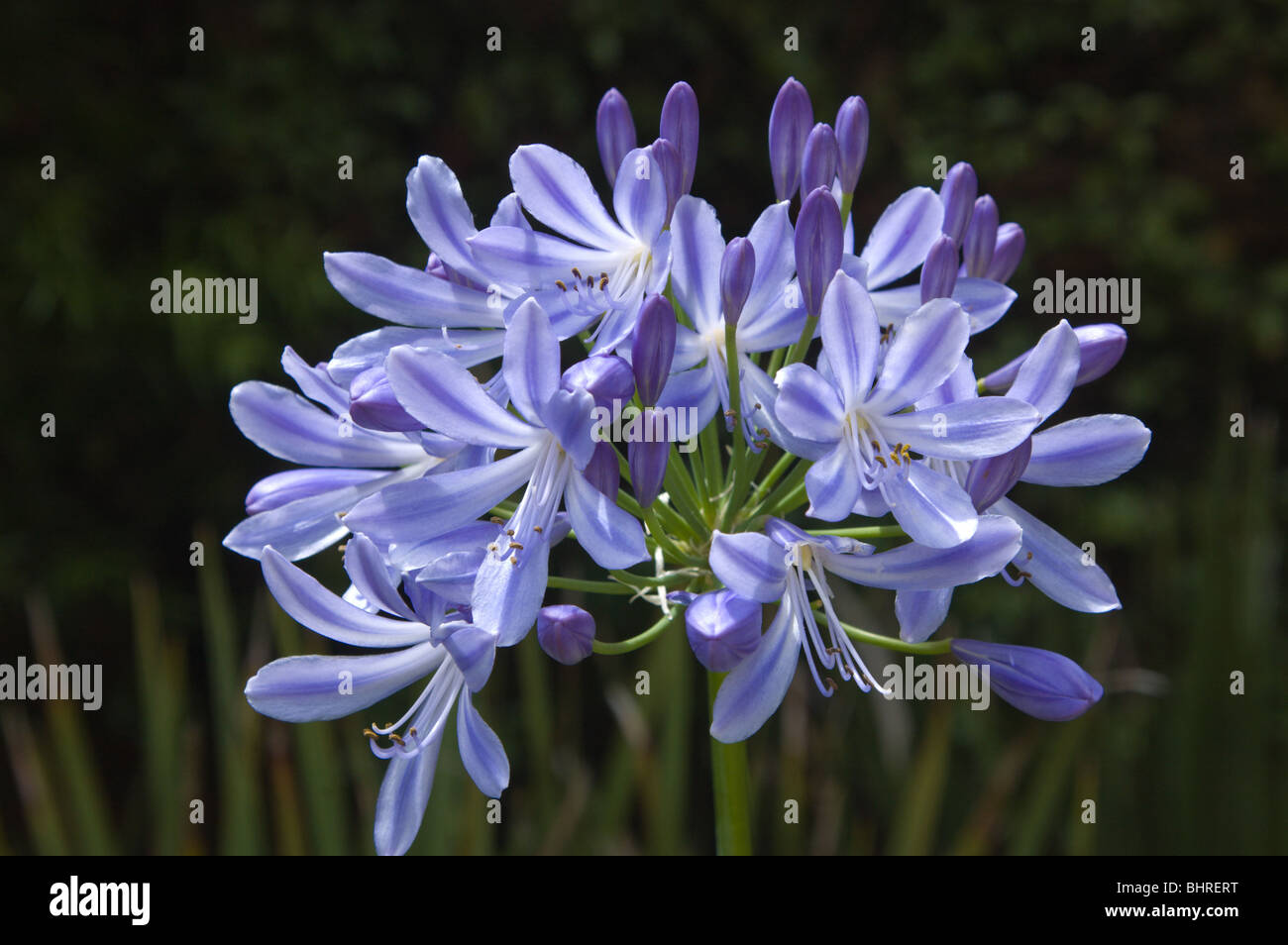 Agapanthus (Lily of the Nile) in a San Francisco garden Stock Photo - Alamy