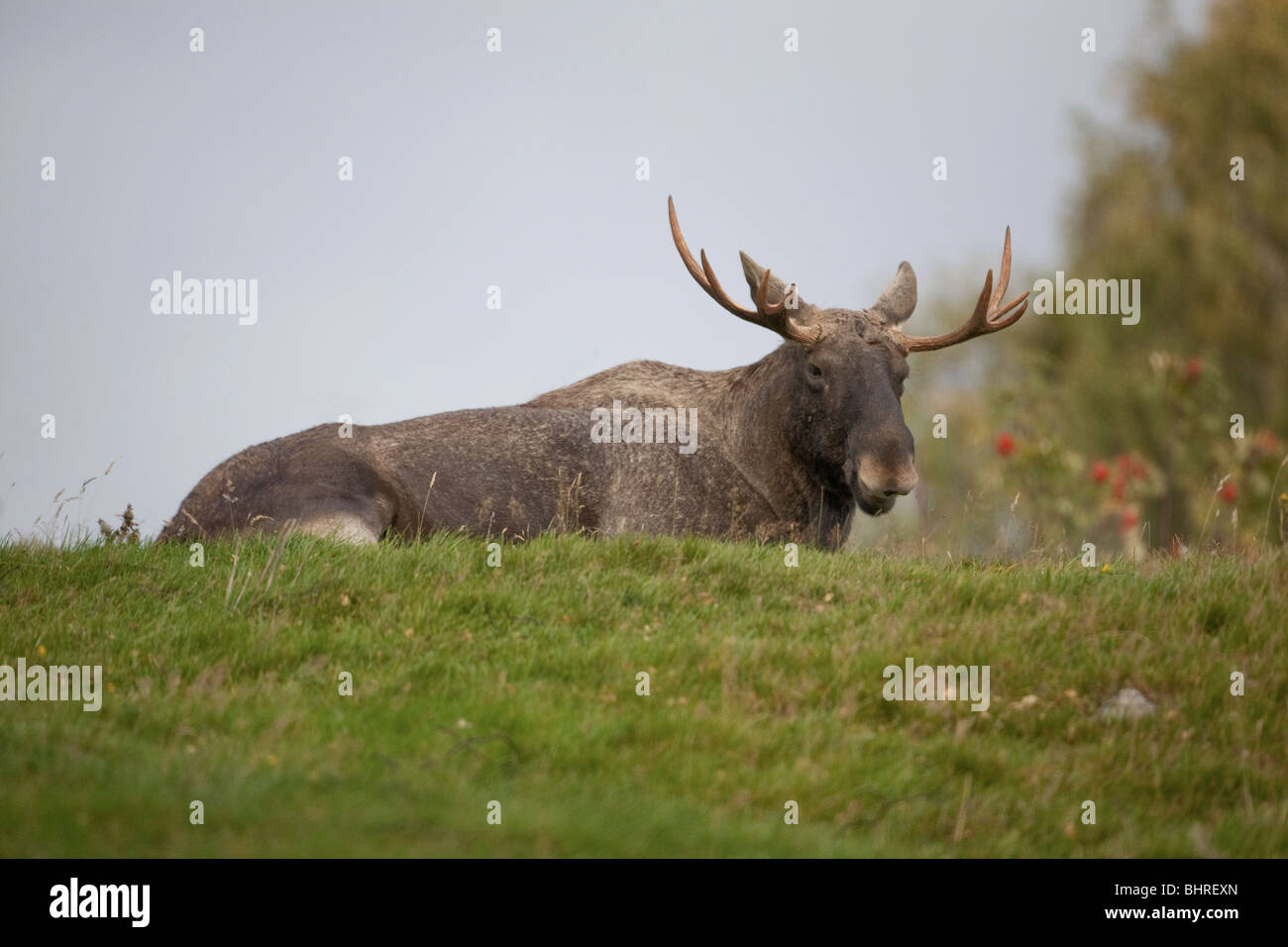European Elk (Alces alces alces) lying on the top of a grassy bank and ...