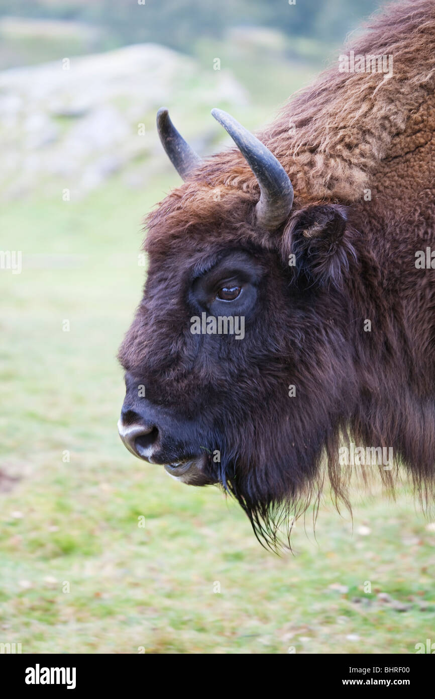 European Bison (Bison bonasus) headshot taken under controlled ...