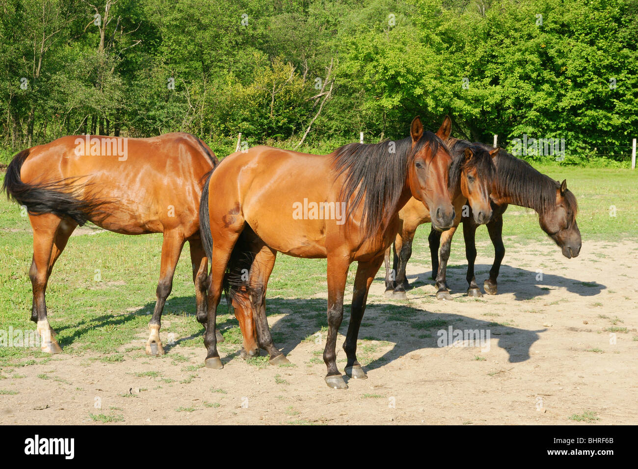 Brown horse in sport hi-res stock photography and images - Alamy